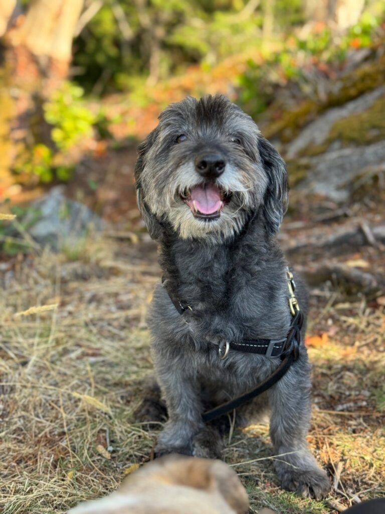Iranian rescue dog awaiting flight to meet adoptive family in Canada ...